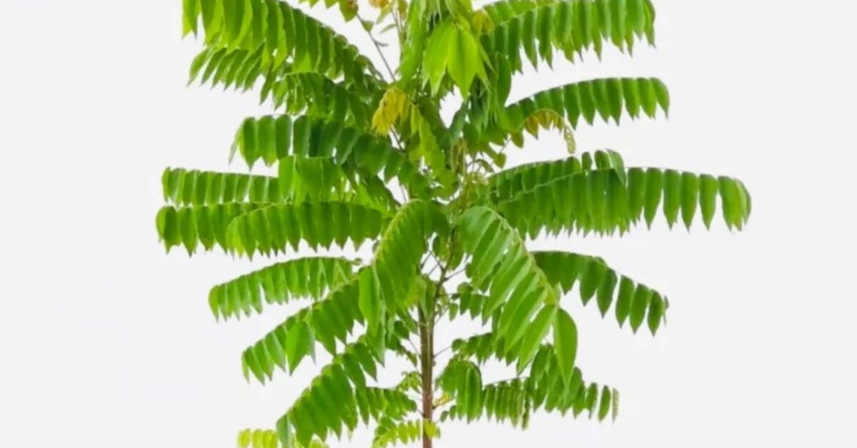 Bilimbi Cucumber Tree (averrhoa bilimbi) live fruit tree 1’-2’ feet ...