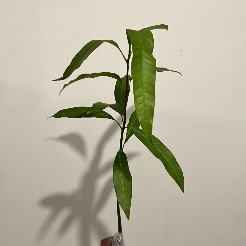 Seedling Julie Mango (mangifera indica) live fruit tree 1’-2' feet ...