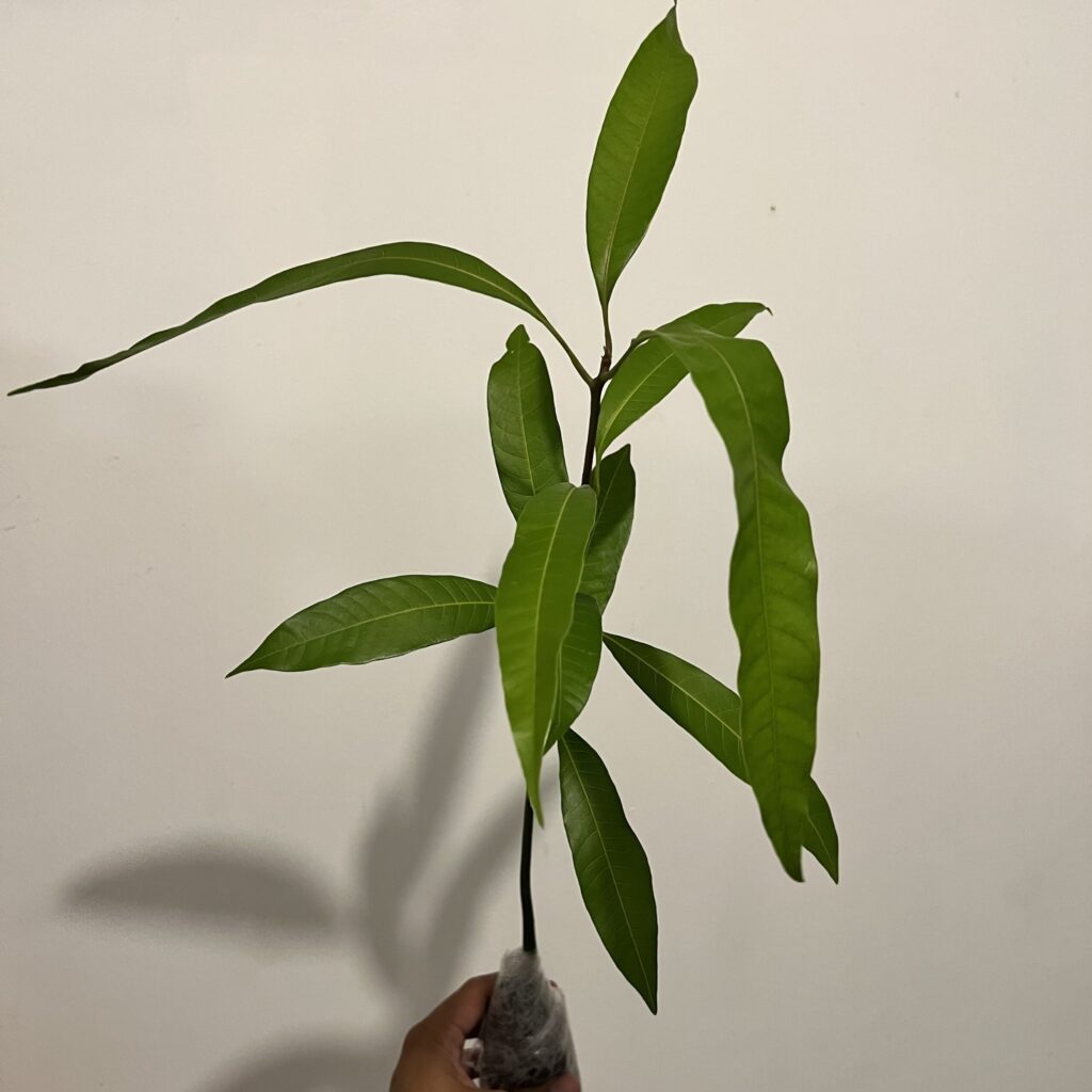 Mango Mahachanok (mangifera ) tropical fruit tree 12"-24" » Tropical ...