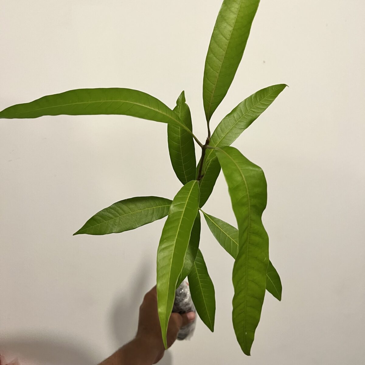 Mango Mahachanok (mangifera ) tropical fruit tree 12"-24" » Tropical ...