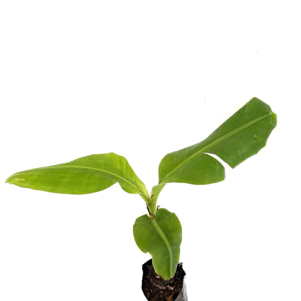 Red bananas (Musa acuminata ‘Red Dacca) live fruit tree » Tropical Plantae