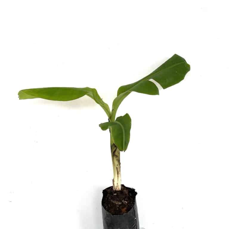 Red bananas (Musa acuminata ‘Red Dacca) live fruit tree » Tropical Plantae