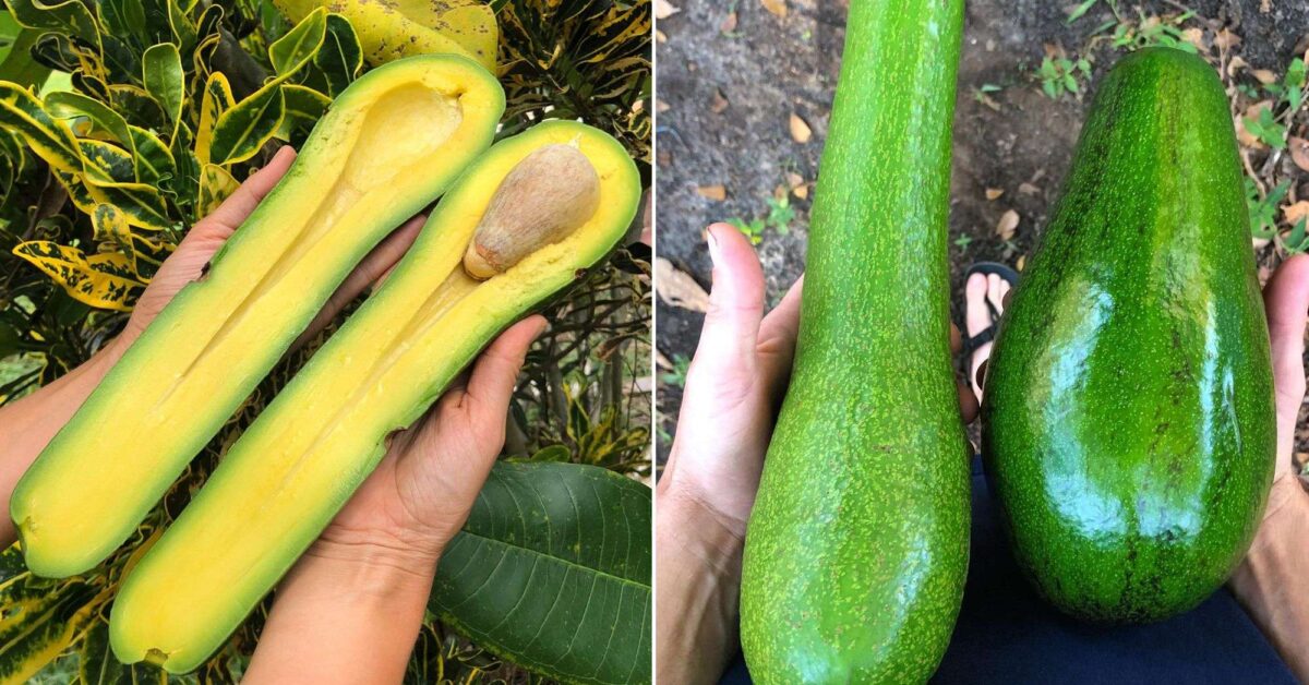 Avocado long neck (persea americana) tropical Big fruit tree 2'-3' feet ...