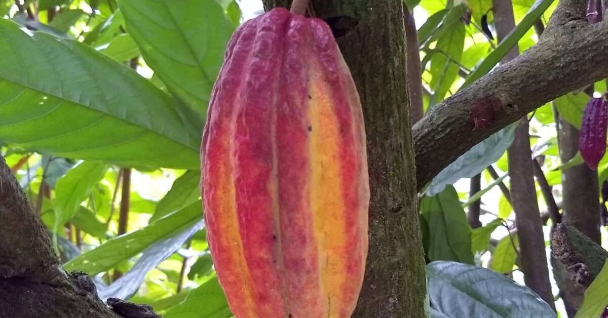 Cacao forastero (Theobroma cacao) tropical live fruit tree 2’-3 ...