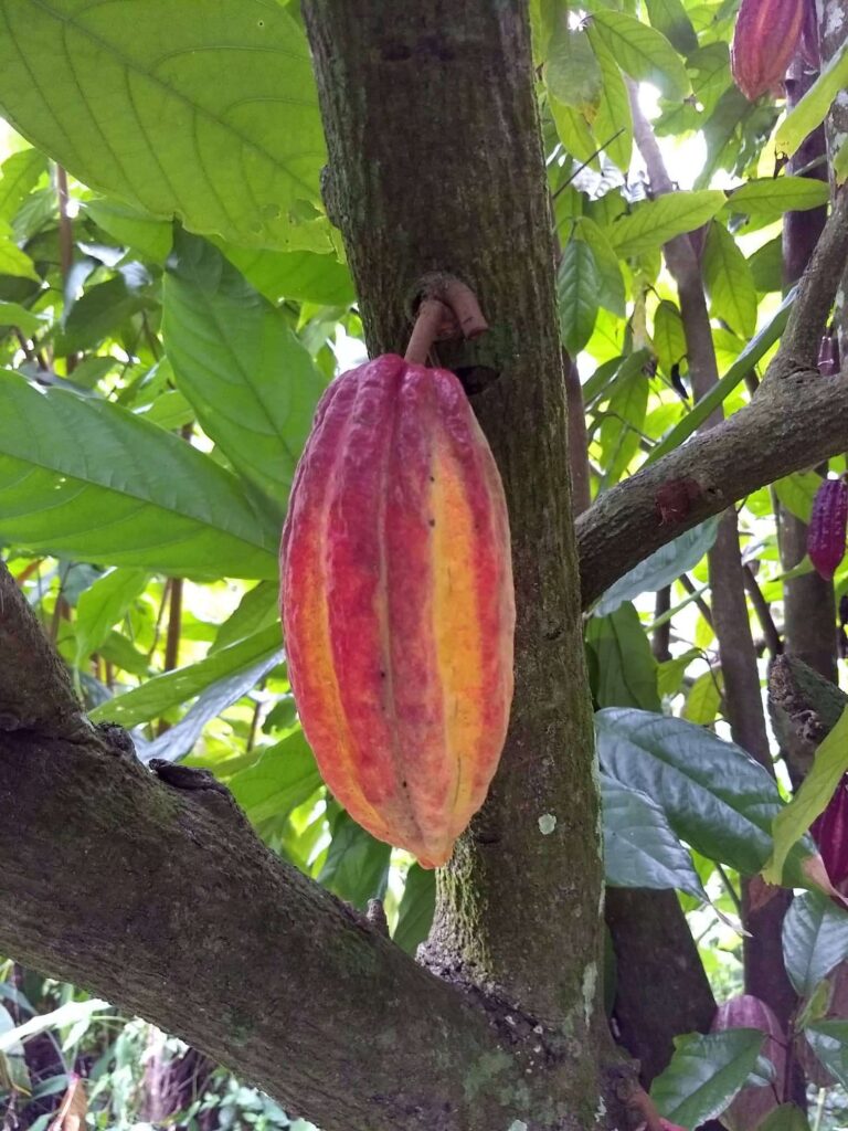 Cacao forastero (Theobroma cacao) tropical live fruit tree 1’-2’ feet ...