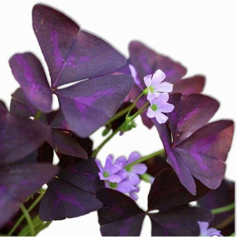 False Shamrock ( Oxalis Triangularis ) Ornamental Live Plant 10”-20 ...