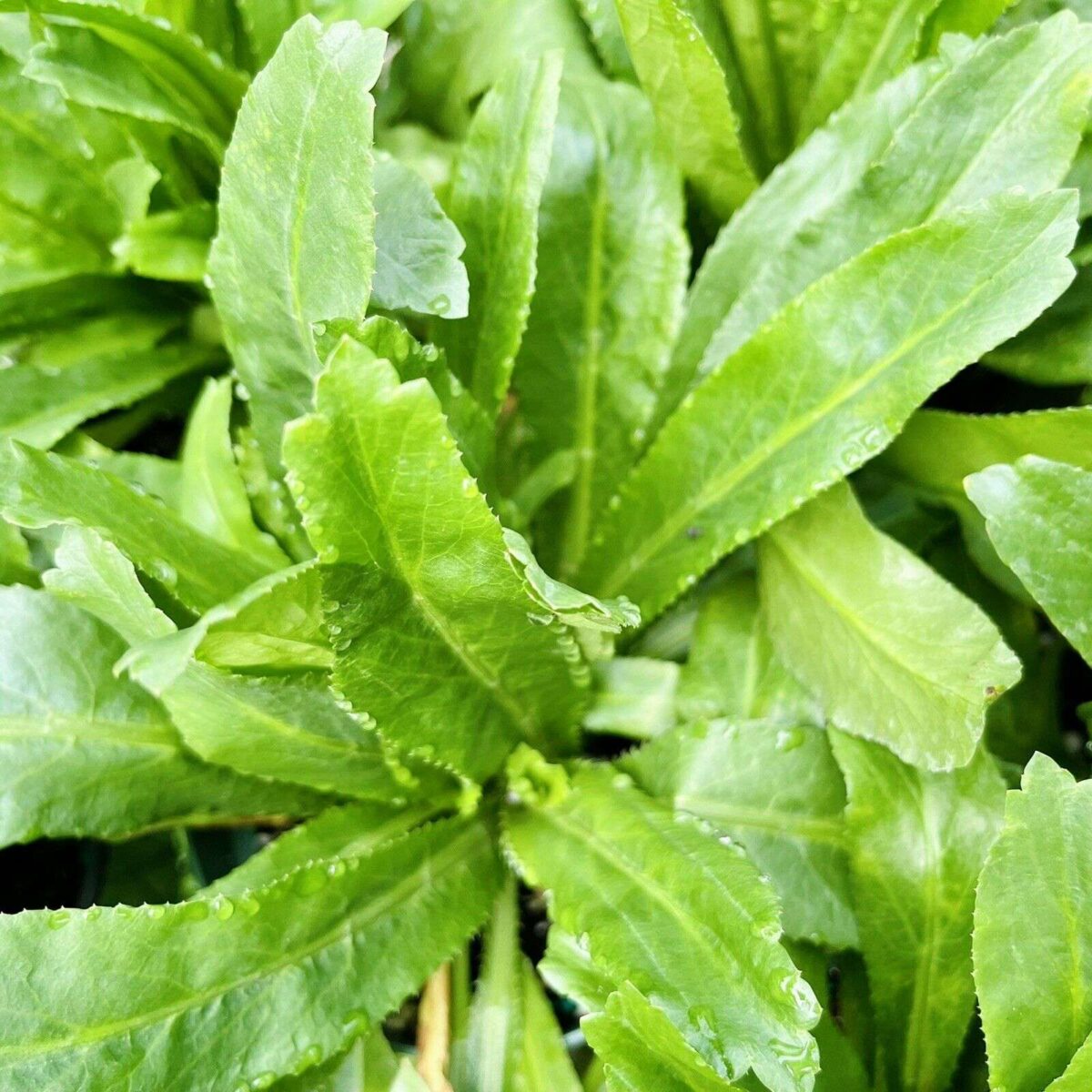 Cooking Plants » Tropical Plantae