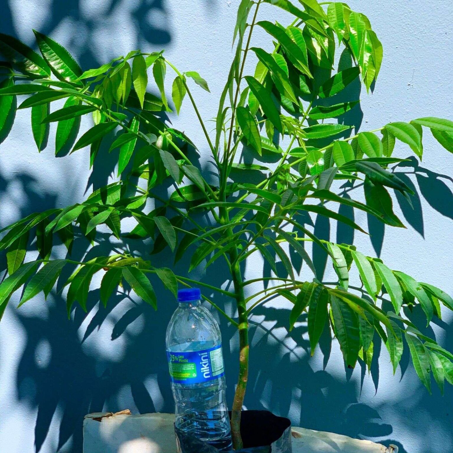 Spanish plum / Red Mombin (Spondias purpurea) topical fruit live tree ...