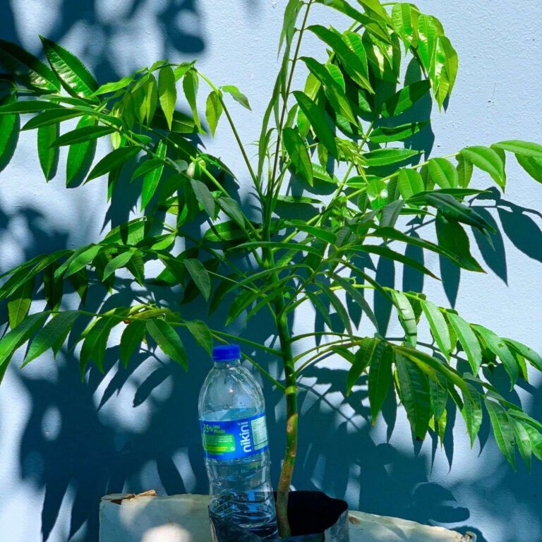 Spanish plum / Red Mombin (Spondias purpurea) topical fruit live tree ...