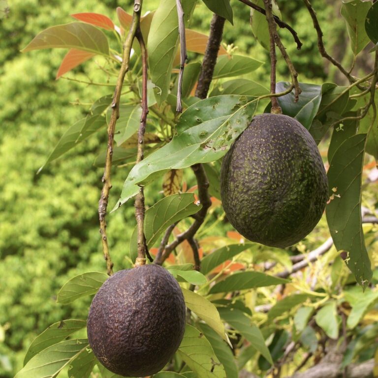 Largest giant banana live fruit plant ( musa ingens) seedlings ...