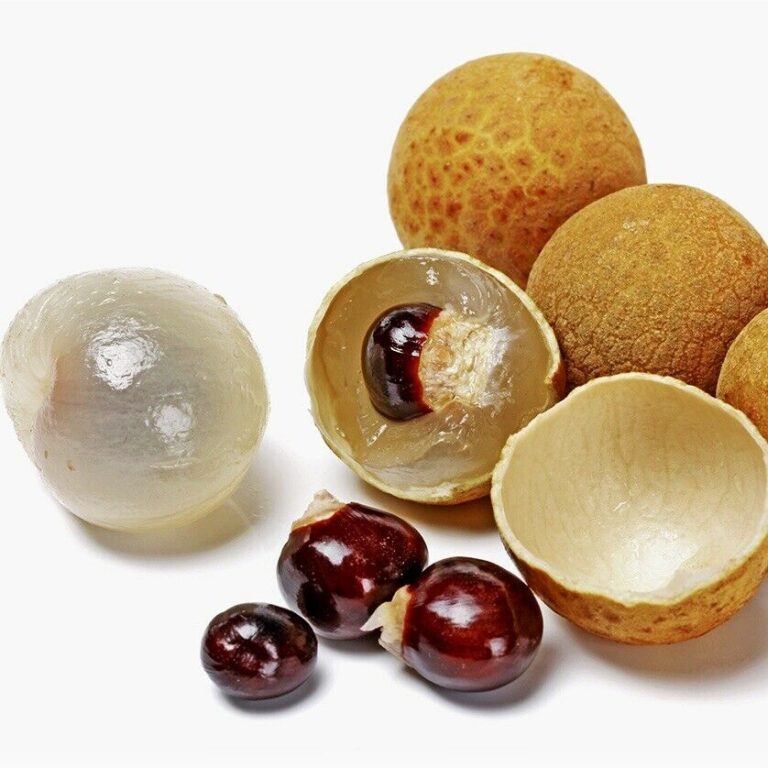 Largest giant banana live fruit plant ( musa ingens) seedlings ...