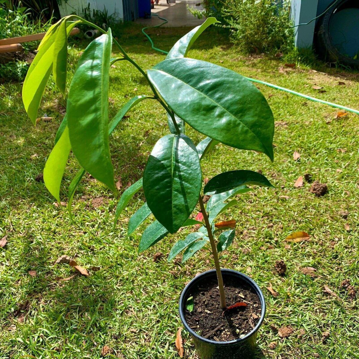 Bumpy Lemon, Charichuelo (Garcinia madruno) tropical live fruit tree 12 ...