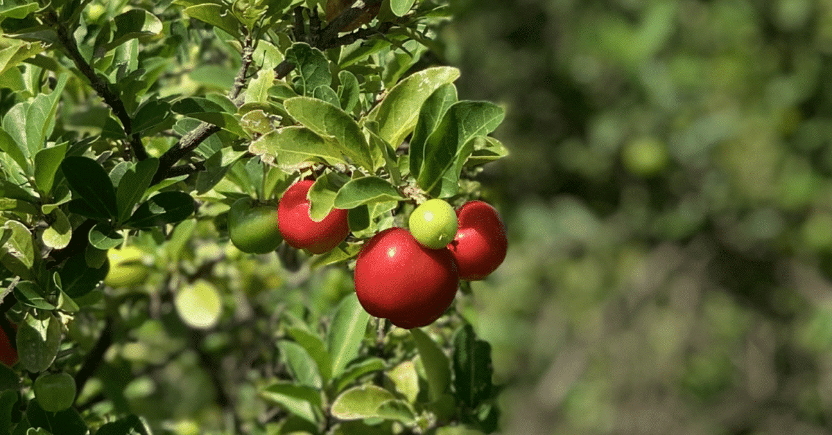 Acerola (Malpighia emarginata) fruit tree 2'-3' feet tall ready to ...