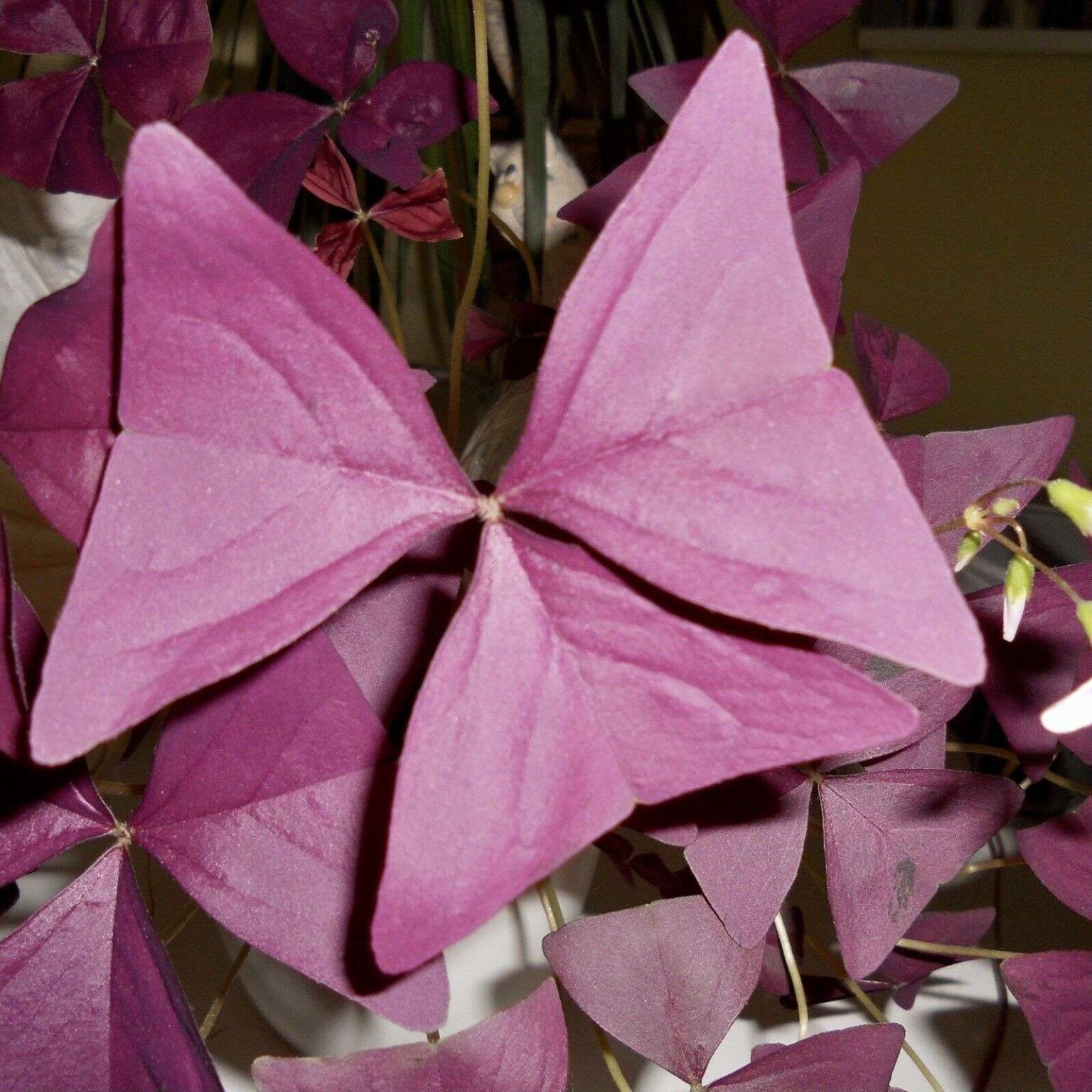 False Shamrock ( Oxalis Triangularis ) Ornamental Live Plant 10”-20 ...