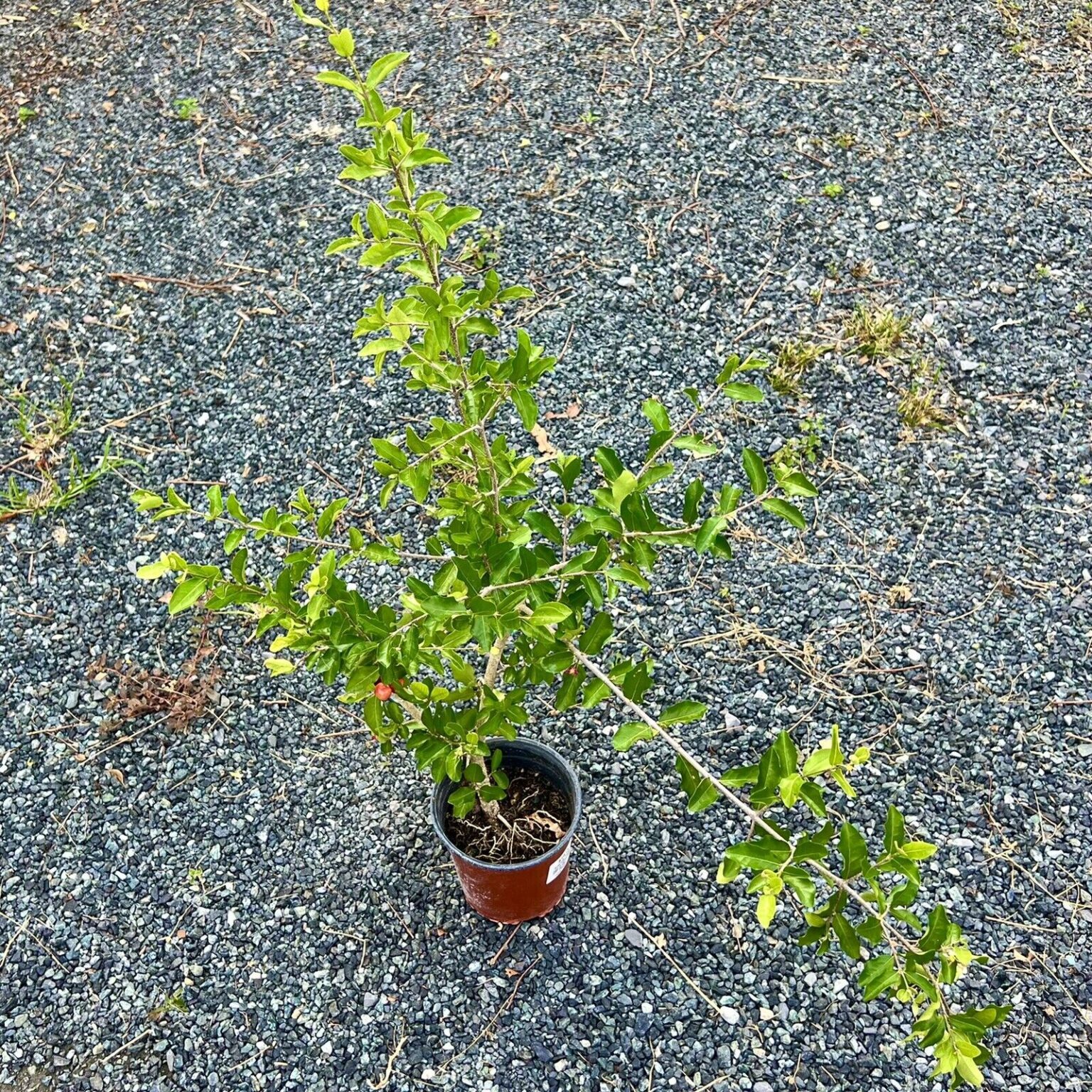 Bumpy Lemon, Charichuelo (Garcinia madruno) tropical live fruit tree 12 ...