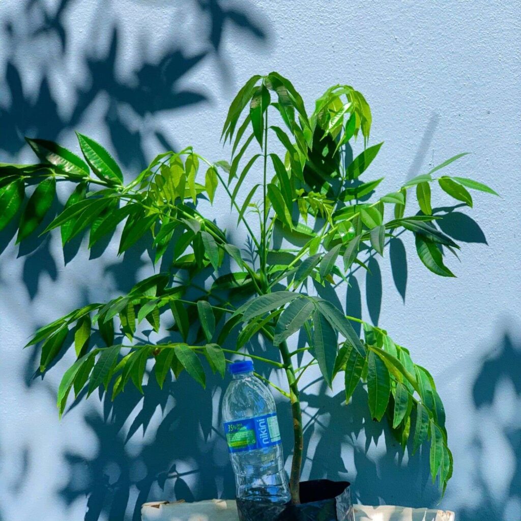 Spanish plum / Red Mombin (Spondias purpurea) topical fruit live tree ...