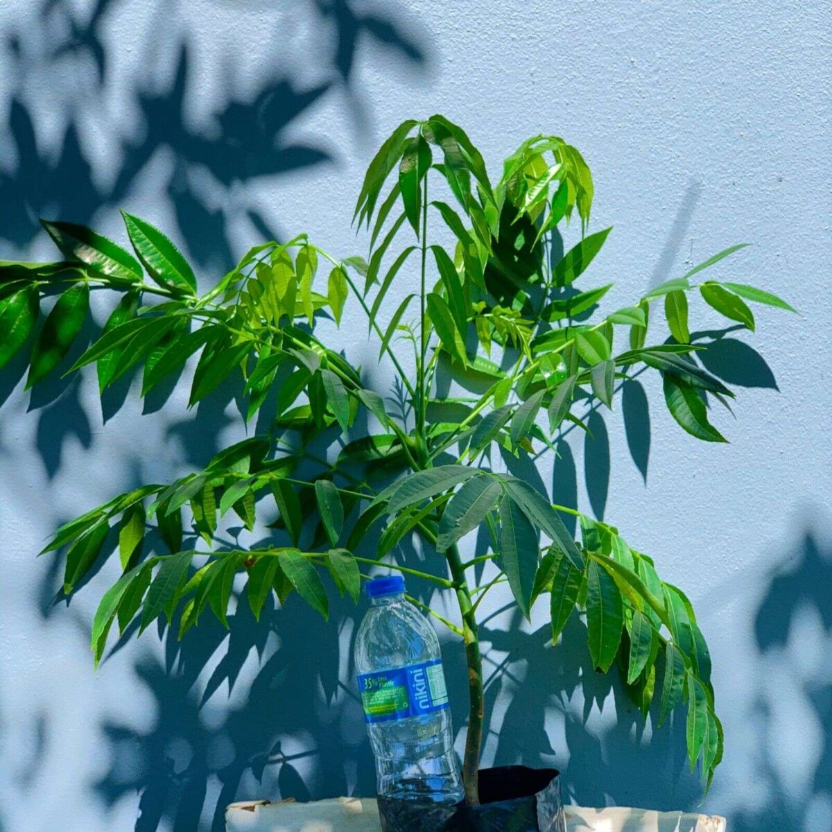 Spanish plum / Red Mombin (Spondias purpurea) topical fruit live tree ...