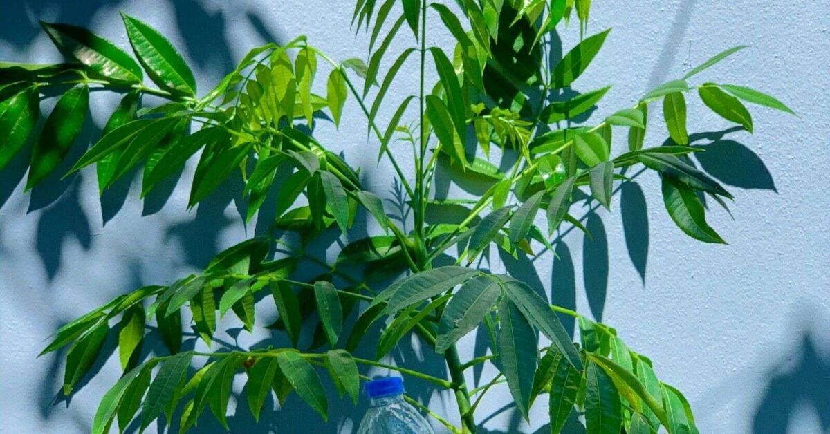 Spanish plum / Red Mombin (Spondias purpurea) topical fruit live tree ...