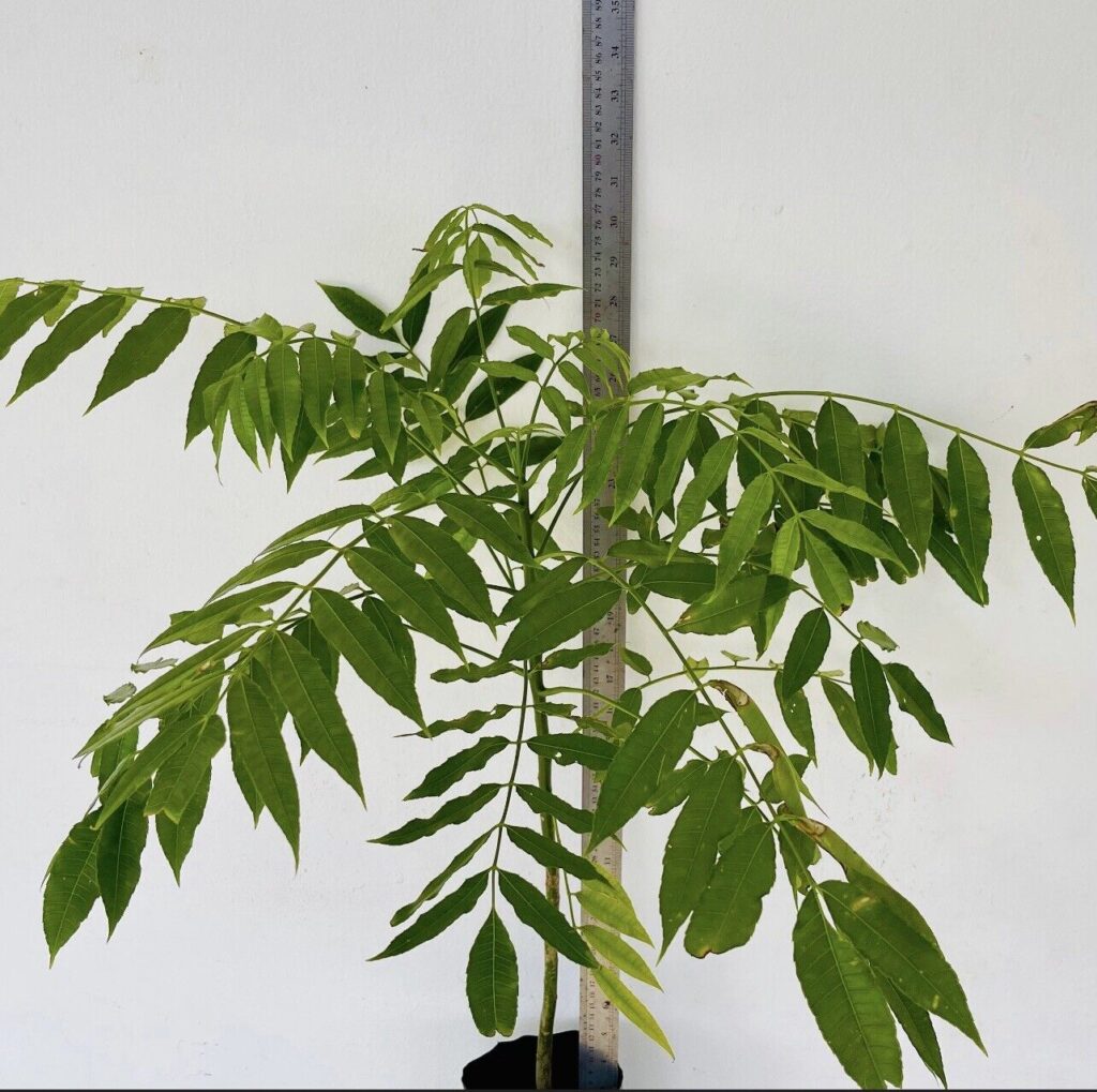 June plum (Spondias dulcis)tropical fruit tree 12"24" » Tropical Plantae