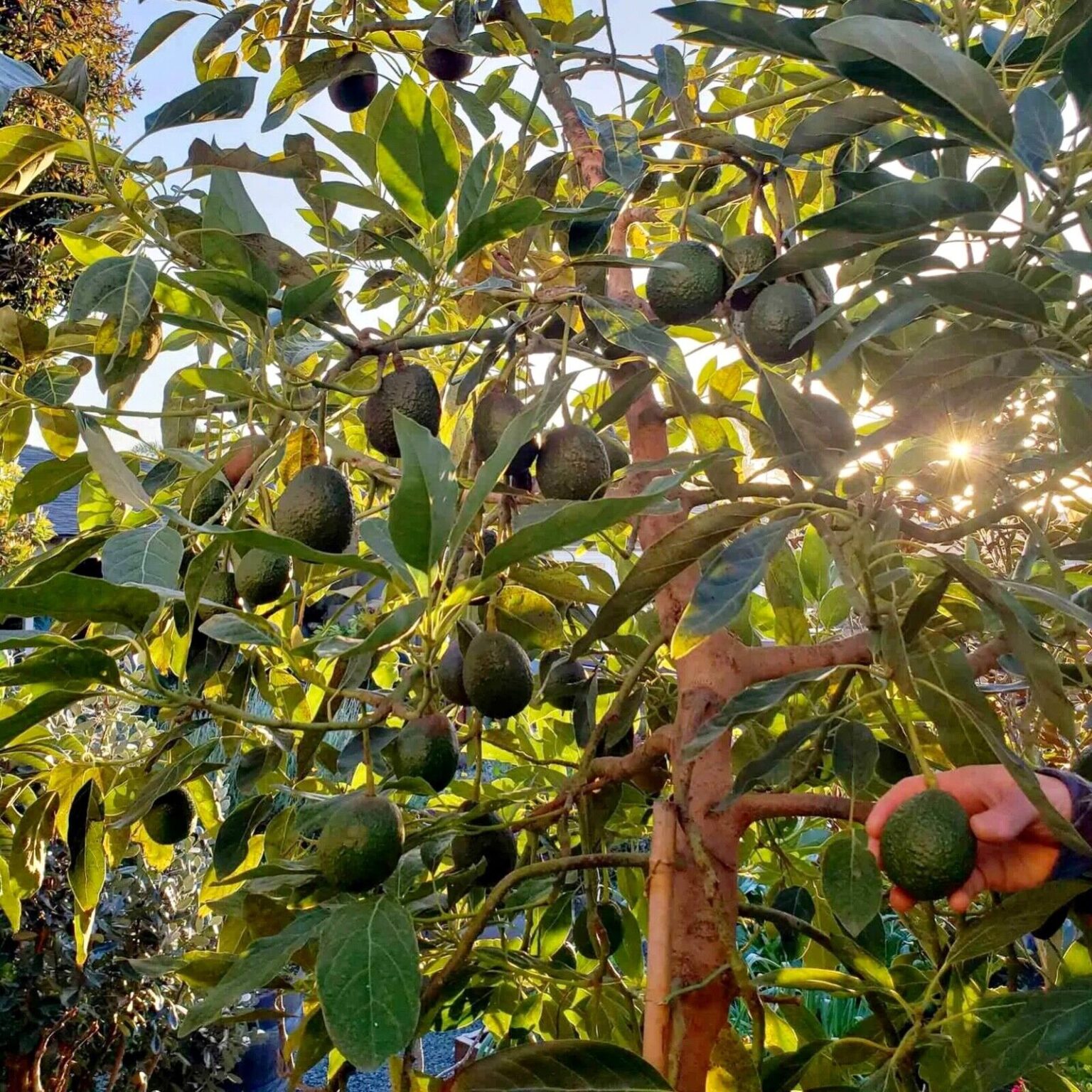 Avocado HASS (Persea americana) tropical live big fruit tree 12”-24 ...