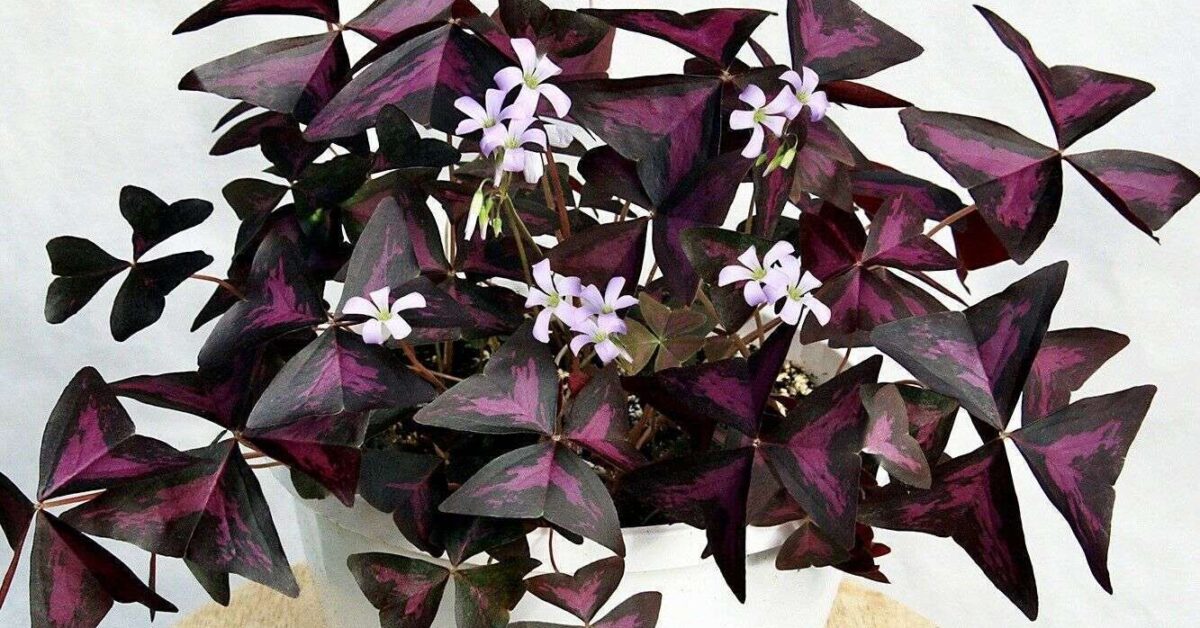 False Shamrock ( Oxalis Triangularis ) Ornamental Live Plant 10”-20 ...