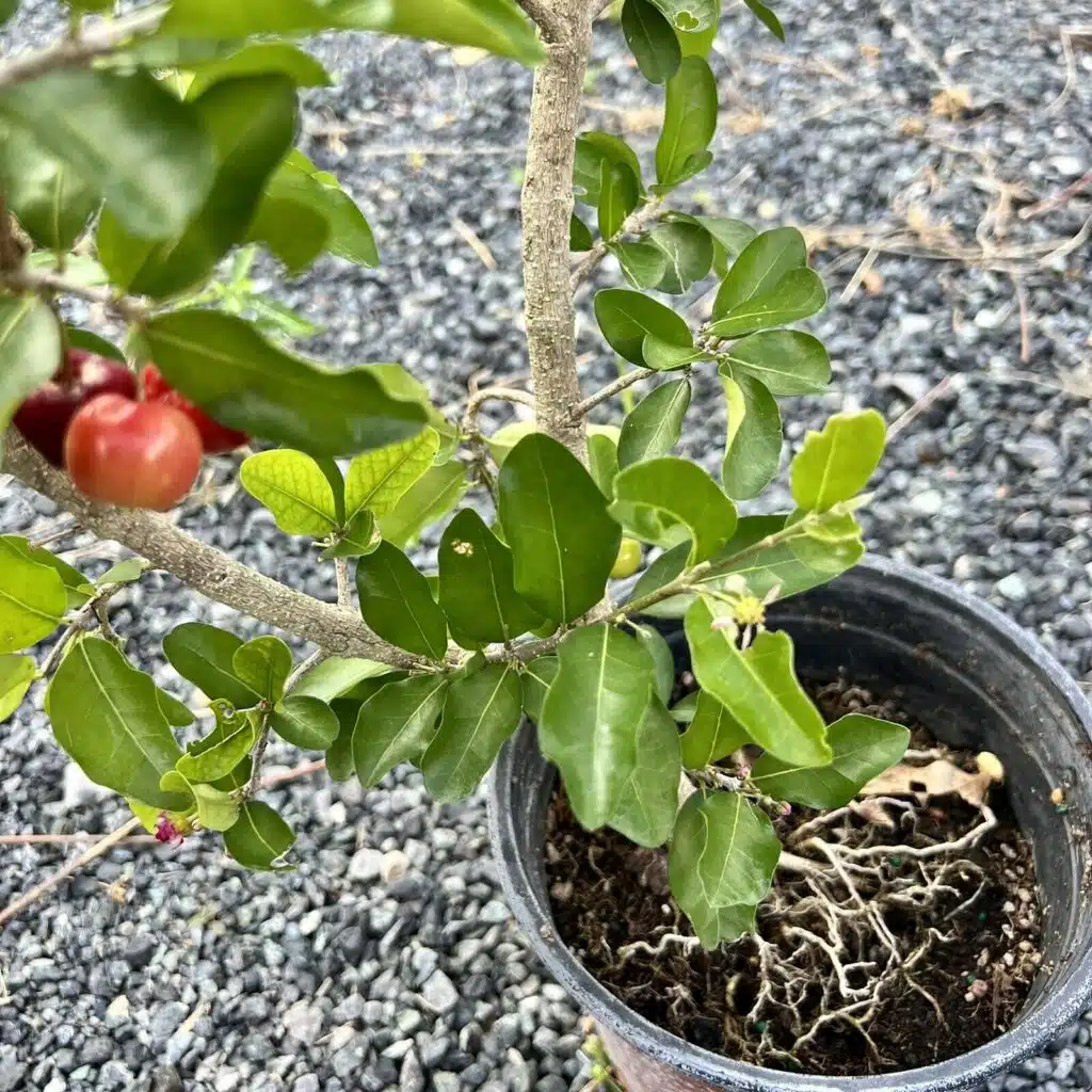 Jumbo Ice Cream Bean Tree (inga edulis) Guama machete tropical fruit ...