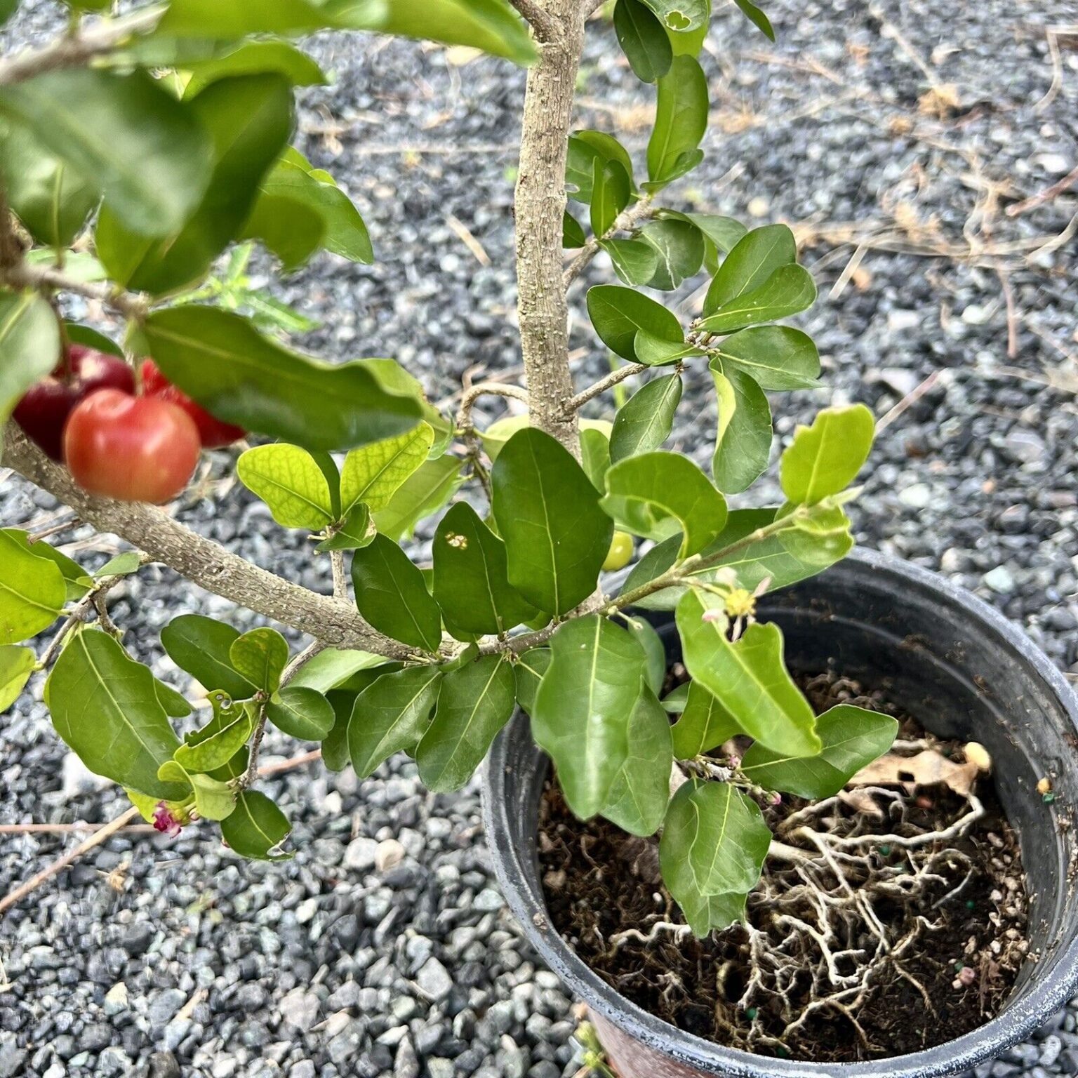Bumpy Lemon, Charichuelo (Garcinia madruno) tropical live fruit tree 12 ...