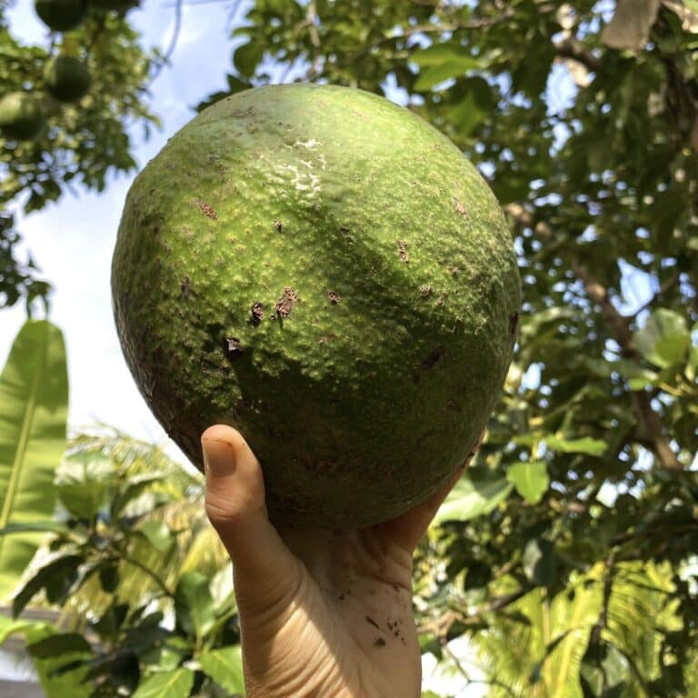 Grafted Avocado marcus (Persea americana) tropical live fruit tree 12 ...