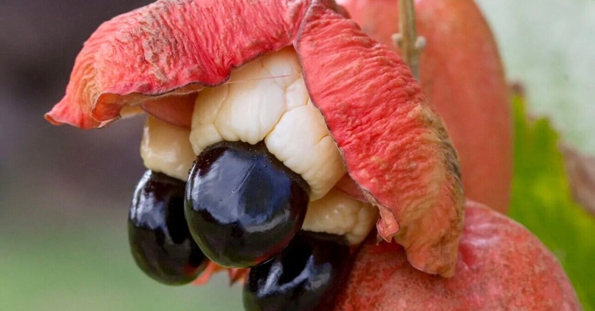 Ackee / aki (Blighia sapida) tropical live fruit tree 12”-24 ...