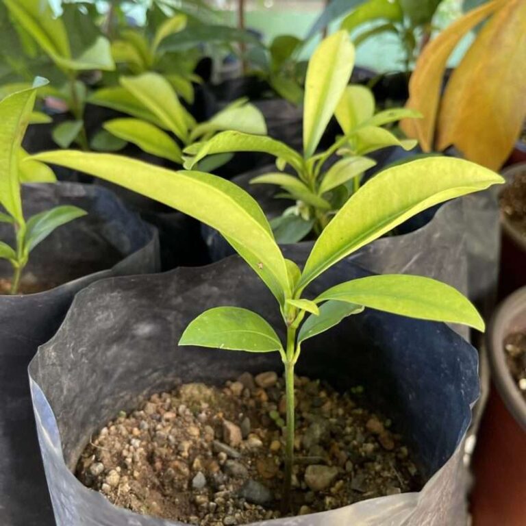 Mangosteen (Garcinia Mangostana) Exotic tropical fruit tree 6 ...