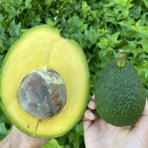 Grafted Avocado marcus (Persea americana) tropical live fruit tree 12 ...