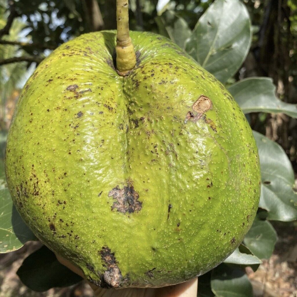 Grafted Avocado marcus (Persea americana) tropical live fruit tree 12 ...