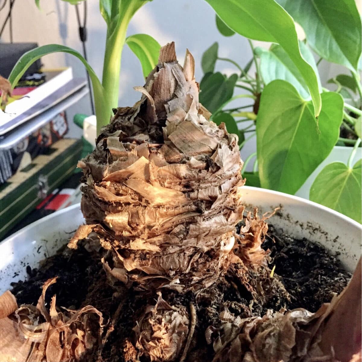 Largest giant banana live fruit plant ( musa ingens) seedlings ...