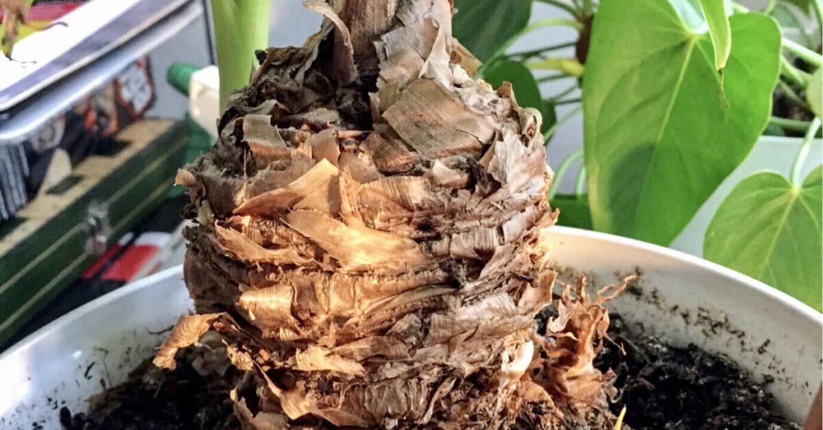 Largest giant banana live fruit plant ( musa ingens) seedlings ...