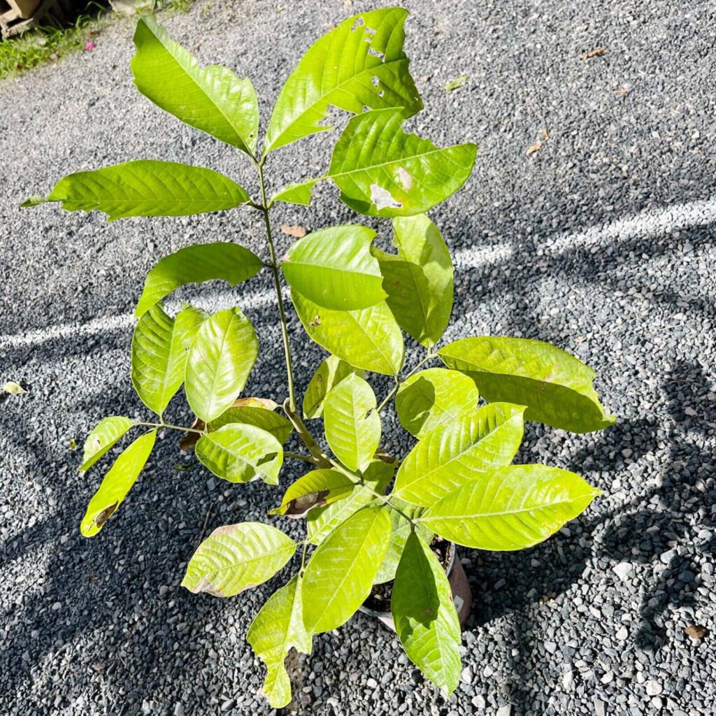Ackee / aki (Blighia sapida) tropical live fruit tree 12”-24 ...