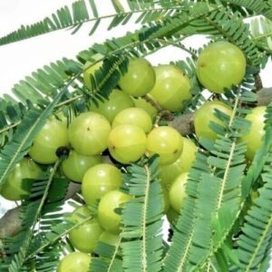Amla / Indian gooseberry (Emblica officinalis) live tropical fruit tree ...