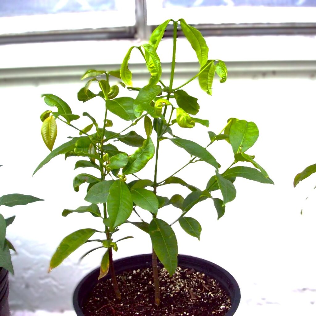 Madroño (Garcinia madruno) tropical live fruit tree 12"- 24" inch ...