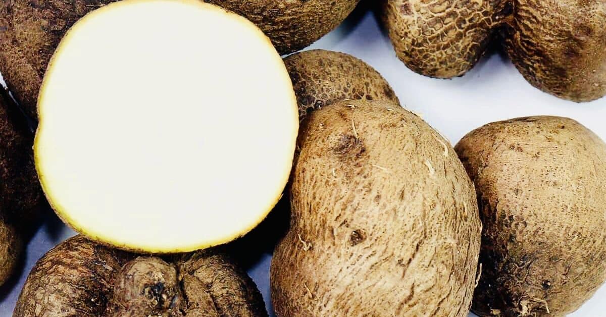 Lesser yam Ñame (Dioscorea alata) plant » Tropical Plantae