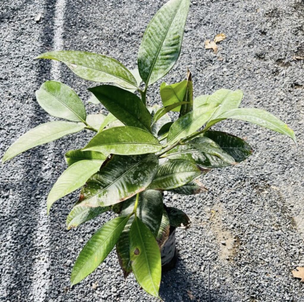 Mangosteen Garcinia mangostana Exotic fruit tree 24”-36” inches ...