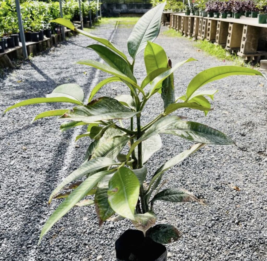 Mangosteen Garcinia mangostana Exotic fruit tree 24”-36” inches ...