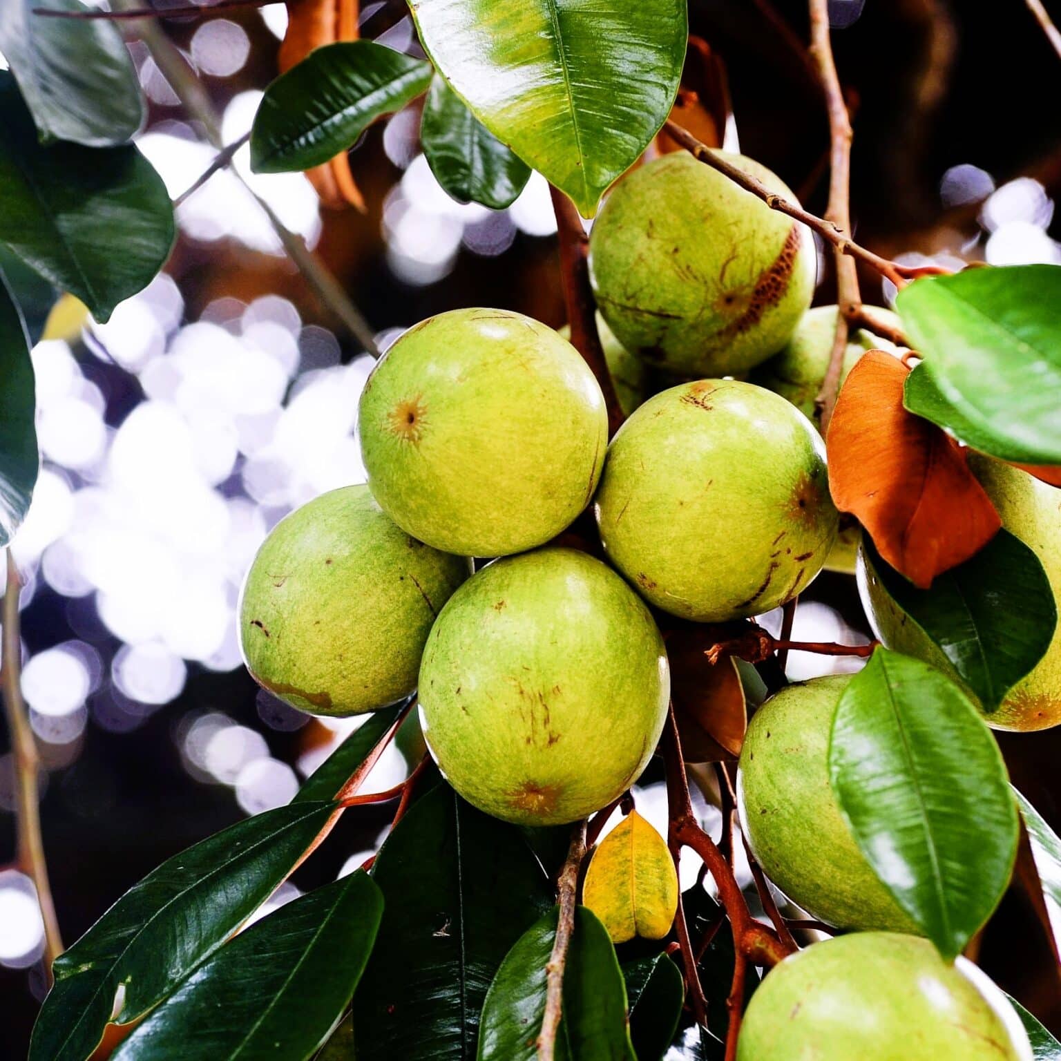 White Star Apple ( Chrysophyllum cainito) Caimito tropical live fruit ...