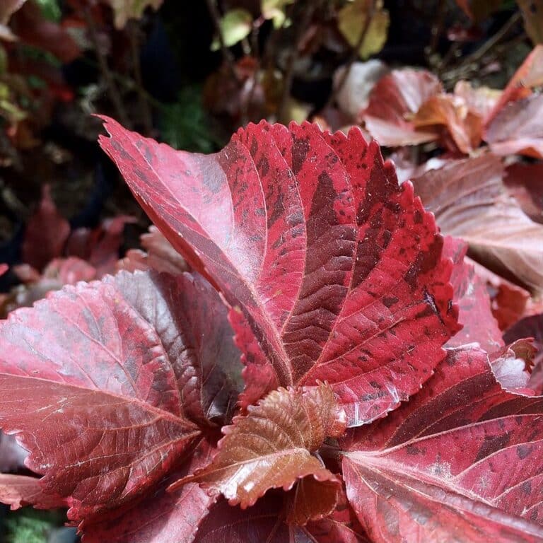 Copper Leaf (Acalypha wilkesiana) live ornamental plant 12" -24 ...