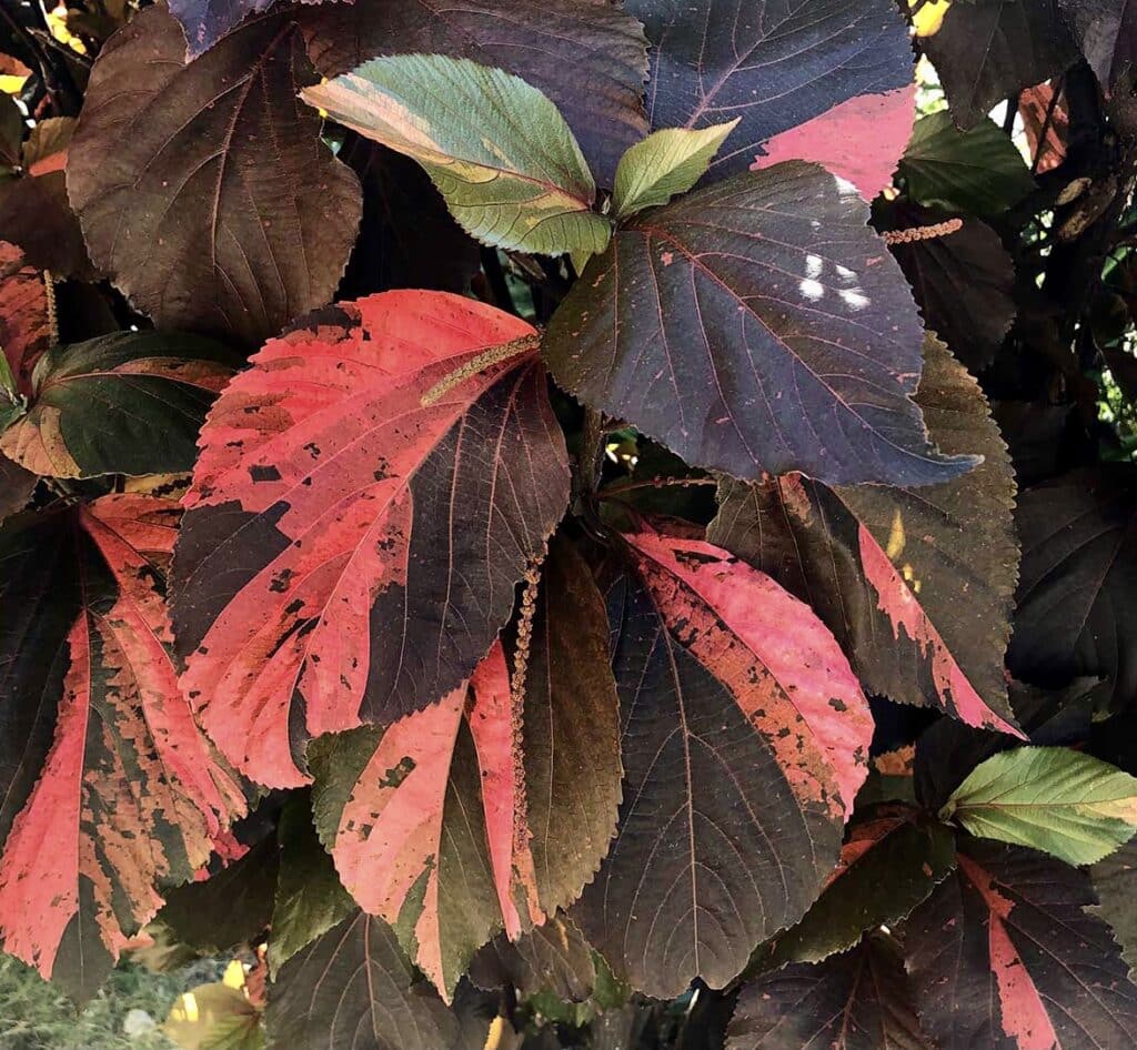 Copper Leaf (Acalypha wilkesiana) live ornamental plant 12" -24 ...
