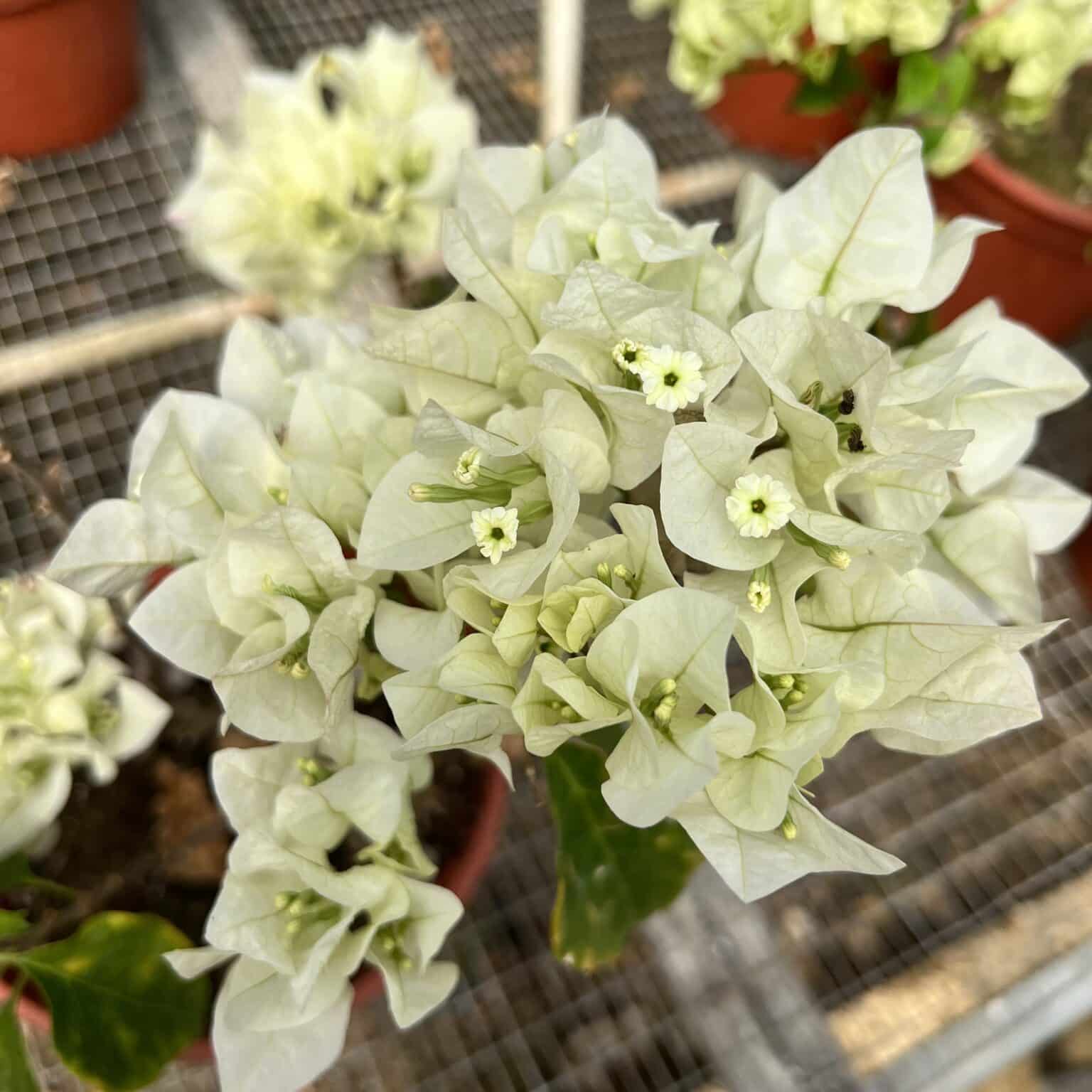 Madroño (Garcinia madruno) tropical live fruit tree 12"- 24" inch ...