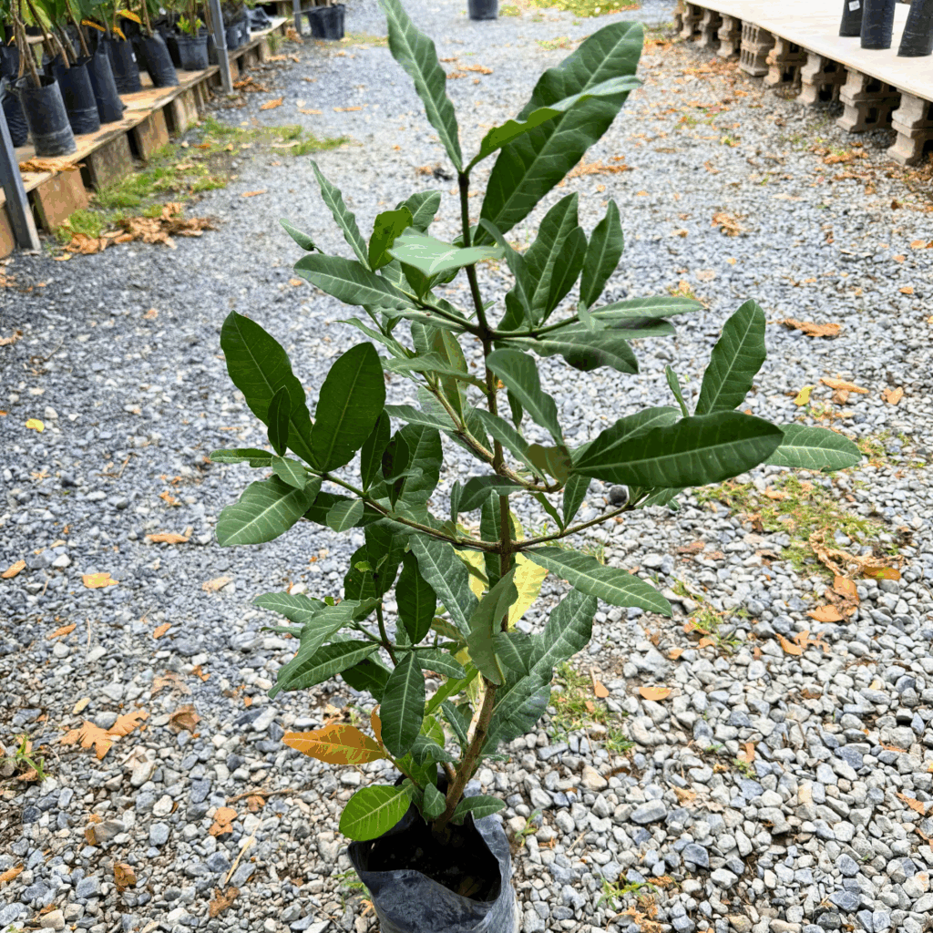 African Mangosteen ( Garcinia livingstonei ) tropical live big fruit ...